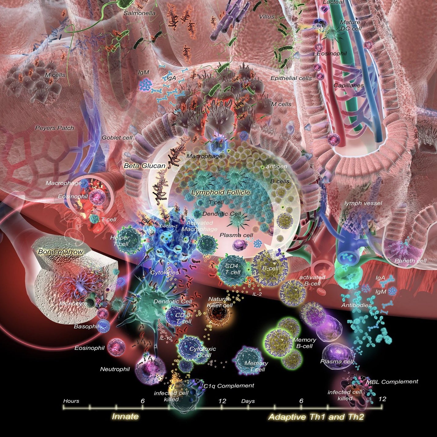 Getting To Know the Horse’s Microbiota | ImmuBiome
