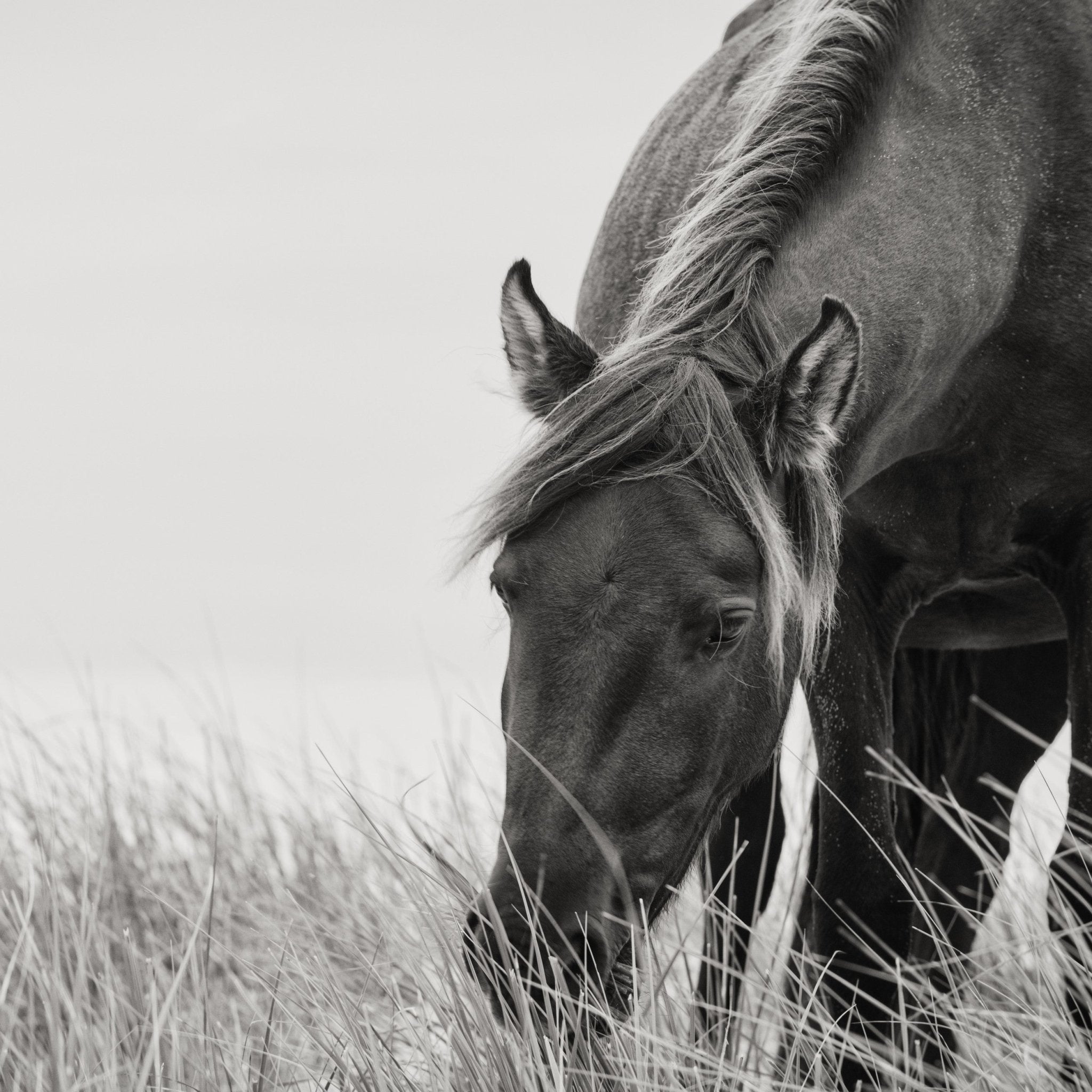 Equine Immune System – ImmuBiome