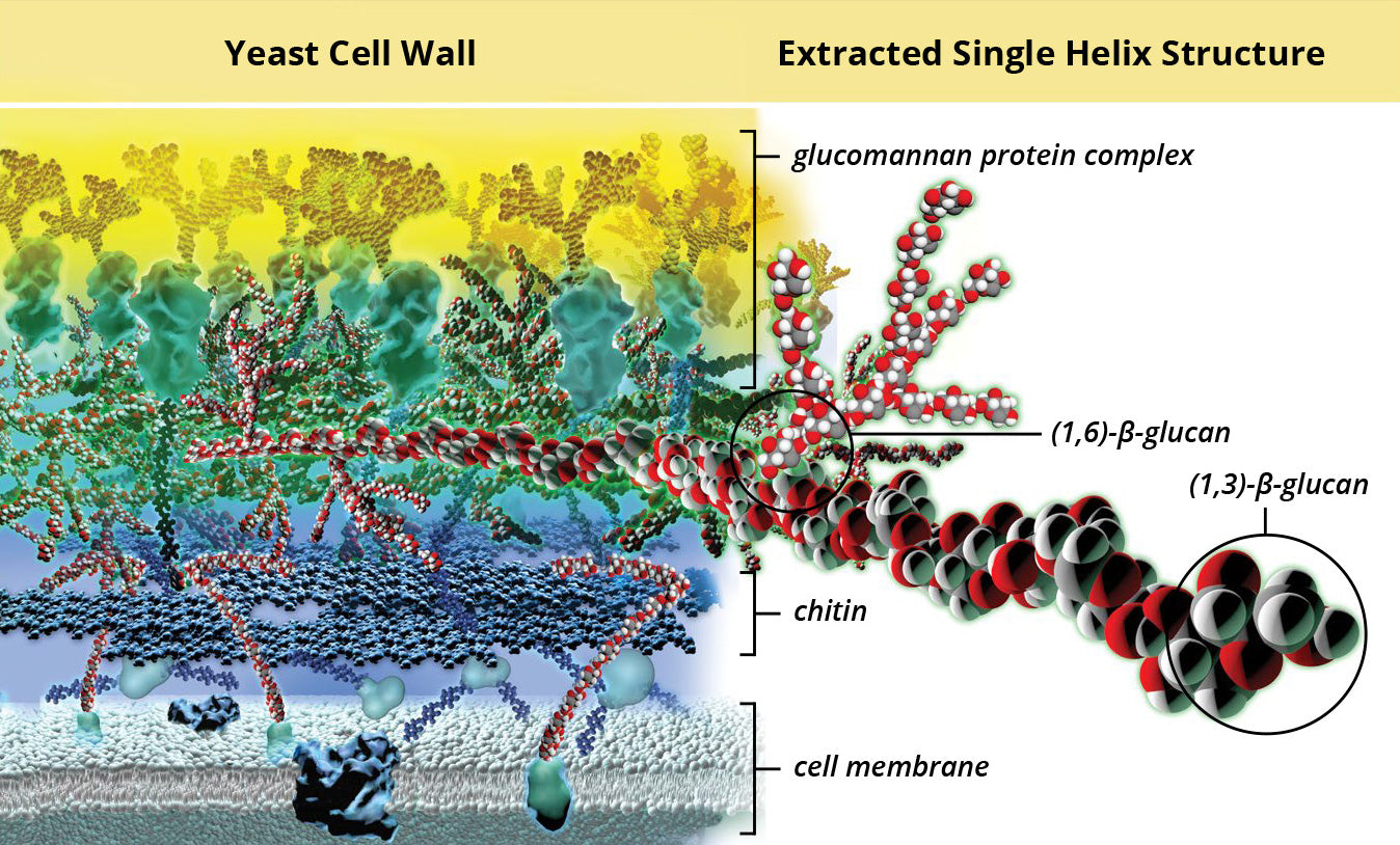 Yeast Cell Wall Structure